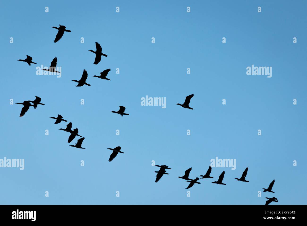 Flock of migrating geese flying during sunrise Stock Photo - Alamy