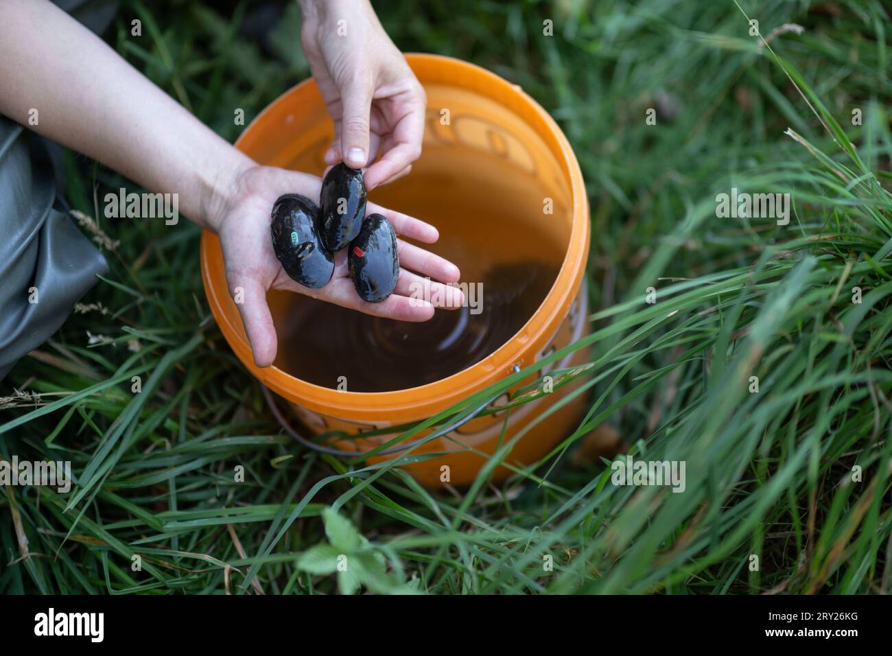 Animals that have become extinct hi-res stock photography and images ...