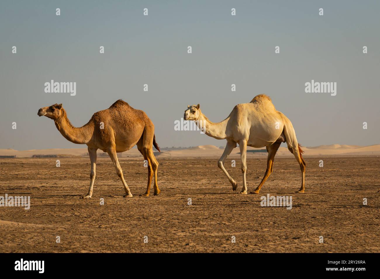 Middle eastern animals hi-res stock photography and images - Alamy
