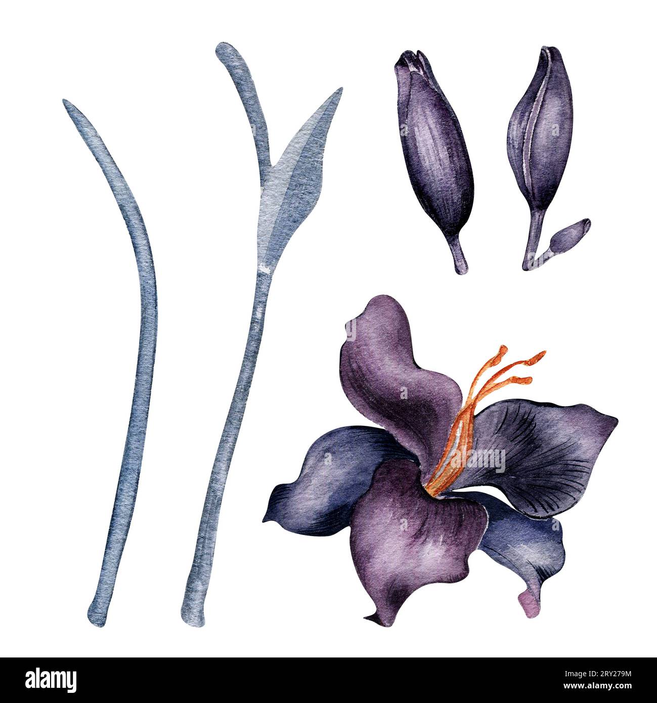 Watercolor dark purple lily flower set isolated on white background ...
