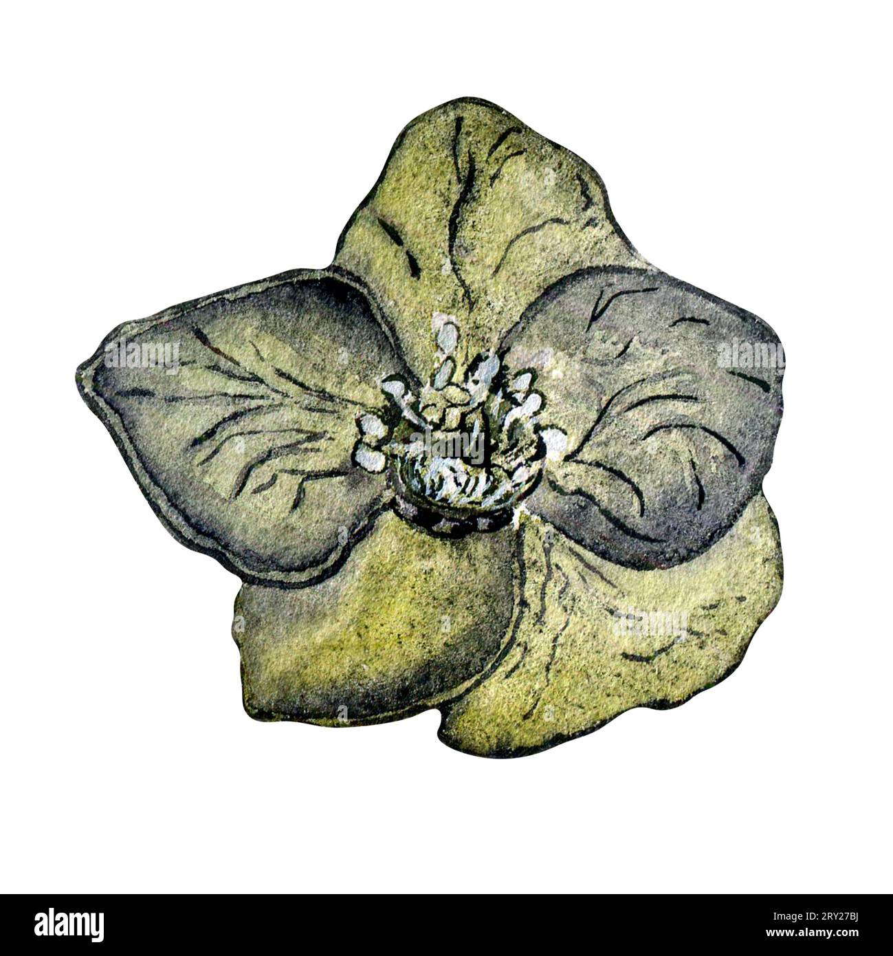 Watercolor dark grey hellebore flower isolated on white background ...
