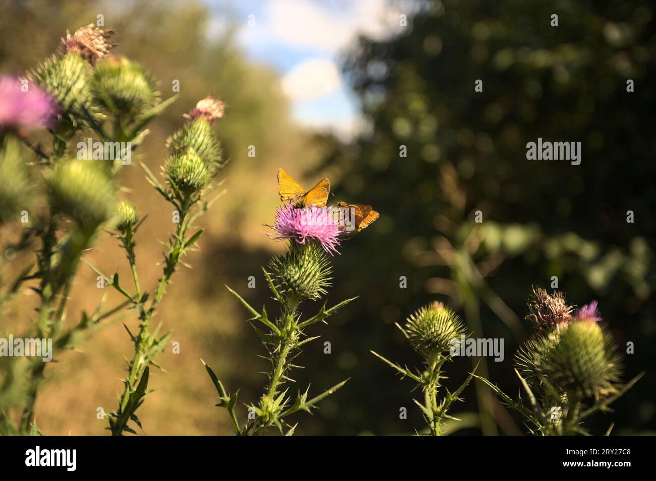 Milk thistle with butterflies on it seen up close Stock Photo - Alamy