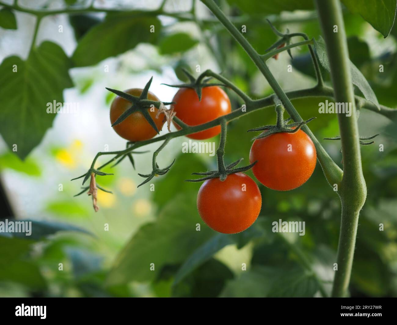 Close up of Tomato 'Gardener's Delight' fruit growing and ripening on ...