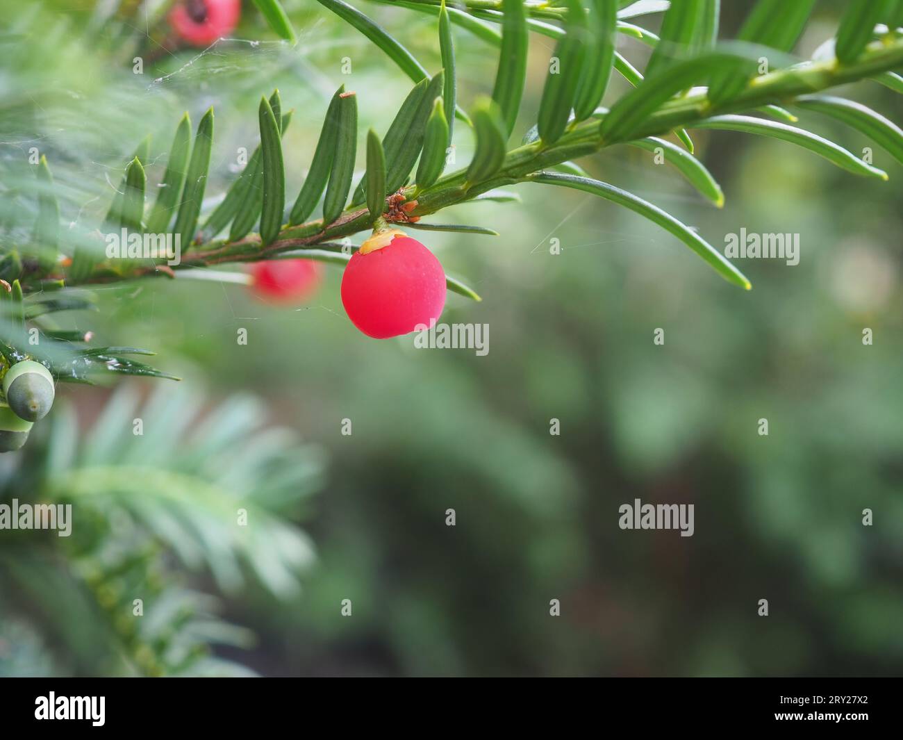 Close up of a red Taxus baccata / yew berry (aril) hanging from ... Close up of a red Taxus baccata / yew berry (aril) hanging from ...