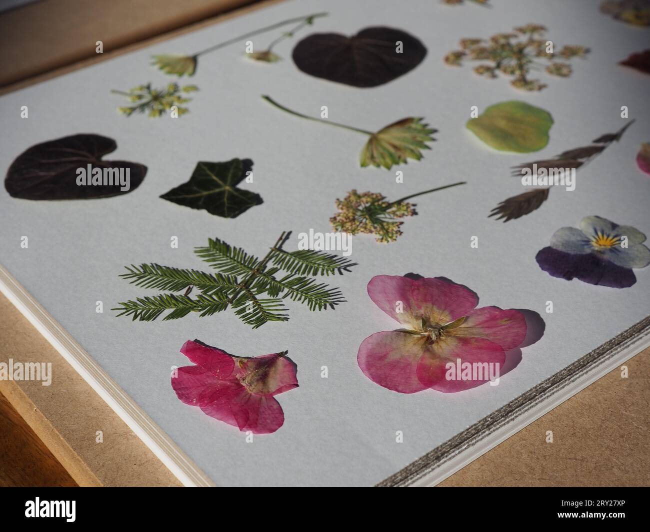 Pressed flower art ideas hi-res stock photography and images - Alamy