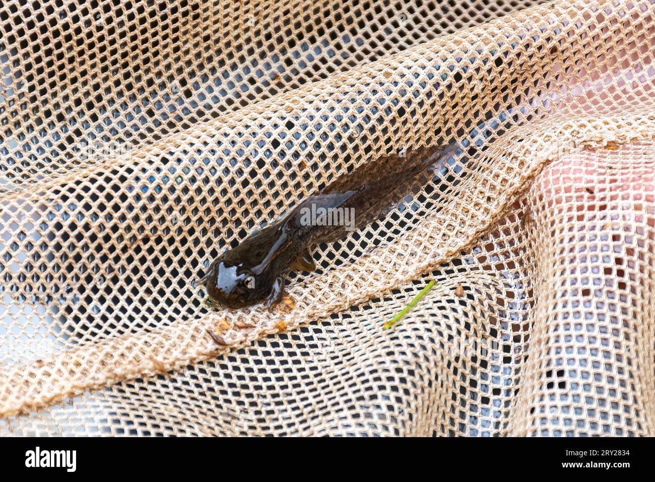 Pool frog (Pelophylax lessonae) metamorph, an immature developmental ...