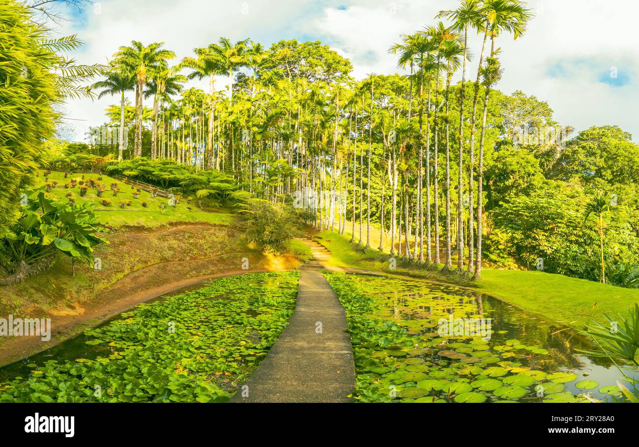 Martinique jardin de balata flower hi-res stock photography and images ...