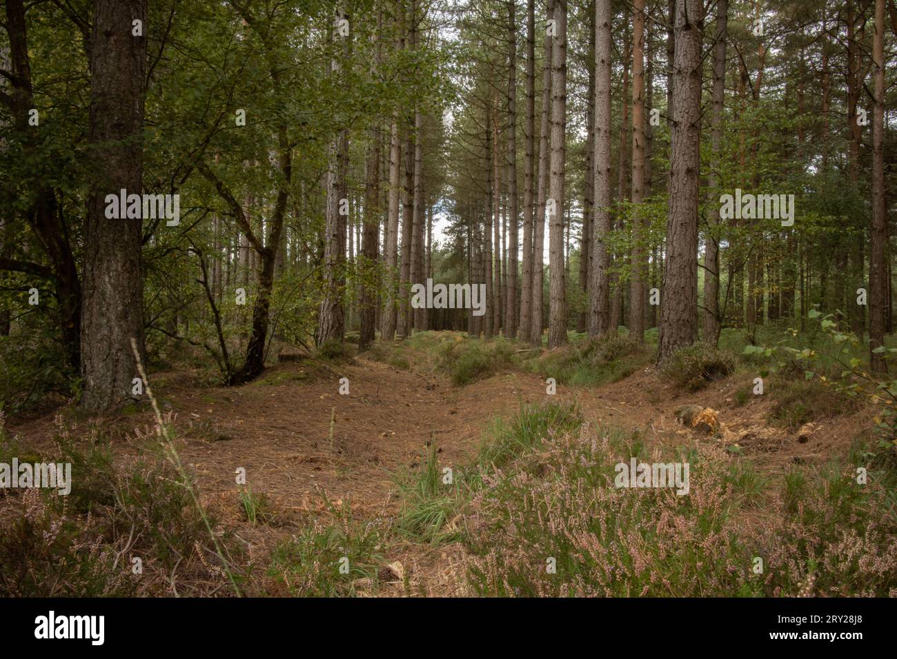 Environment woodland hi-res stock photography and images - Alamy