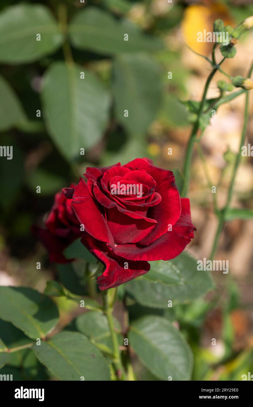 Claret Rose growing in a garden Stock Photo - Alamy