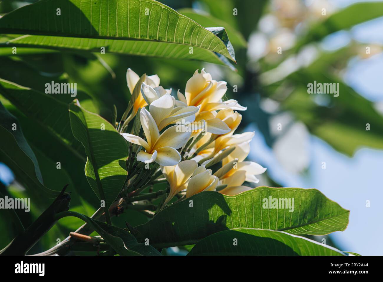 Tahiti island flower hi-res stock photography and images - Alamy