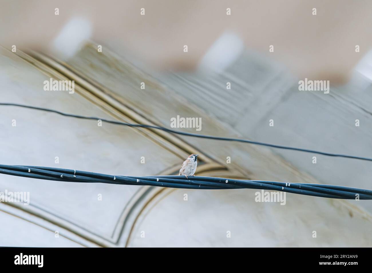 Sparrow perched on power line hi-res stock photography and images - Alamy