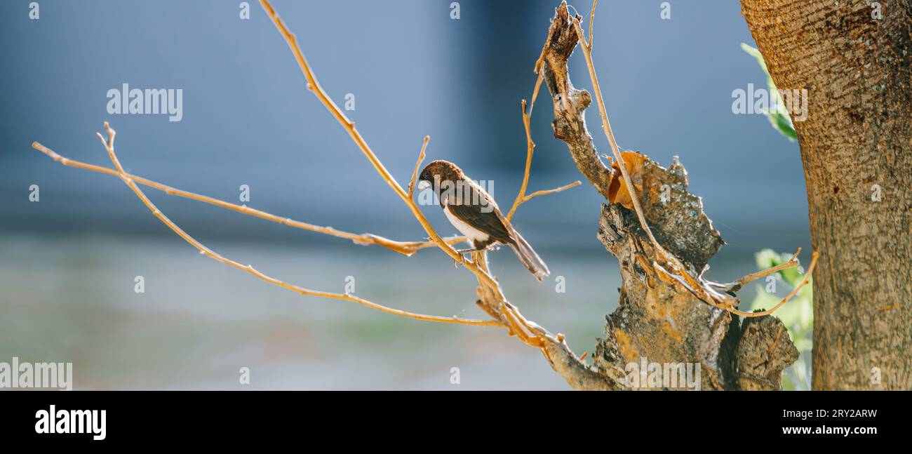 The Sooty-Headed Bulbul bird is a member of the Pycnonotidae family and ...