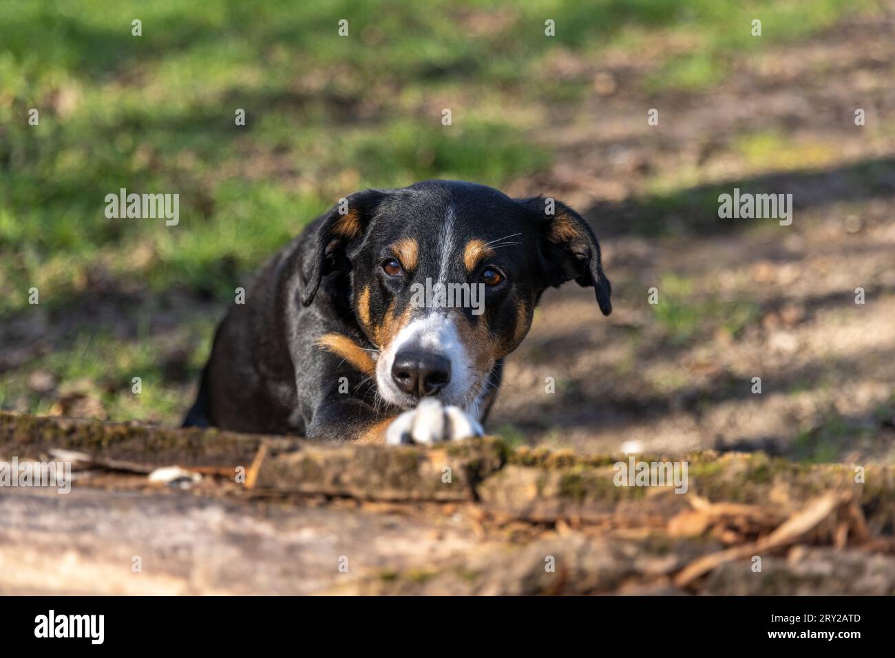 cute dog hiding behind the tree, appenzeller sennenhund Stock Photo - Alamy cute dog hiding behind the tree, appenzeller sennenhund Stock Photo - Alamy