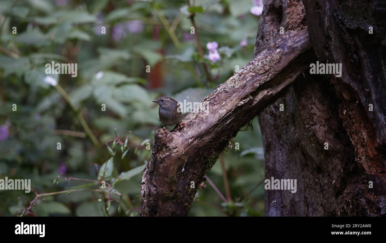 Dunnock foraging in the woods Stock Photo - Alamy