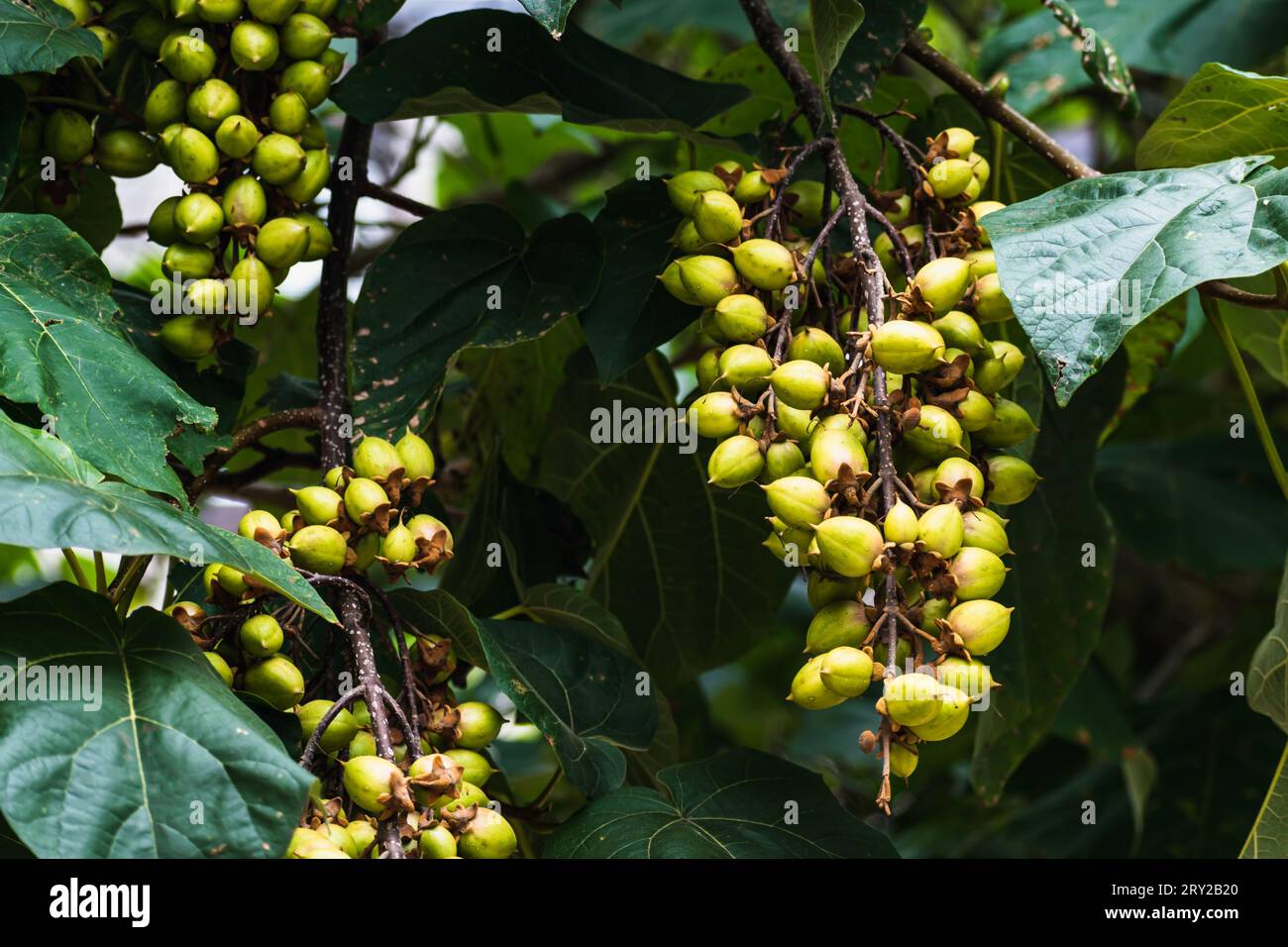 Paulownia tomentosa and its fruits in late summer, also called empress ...