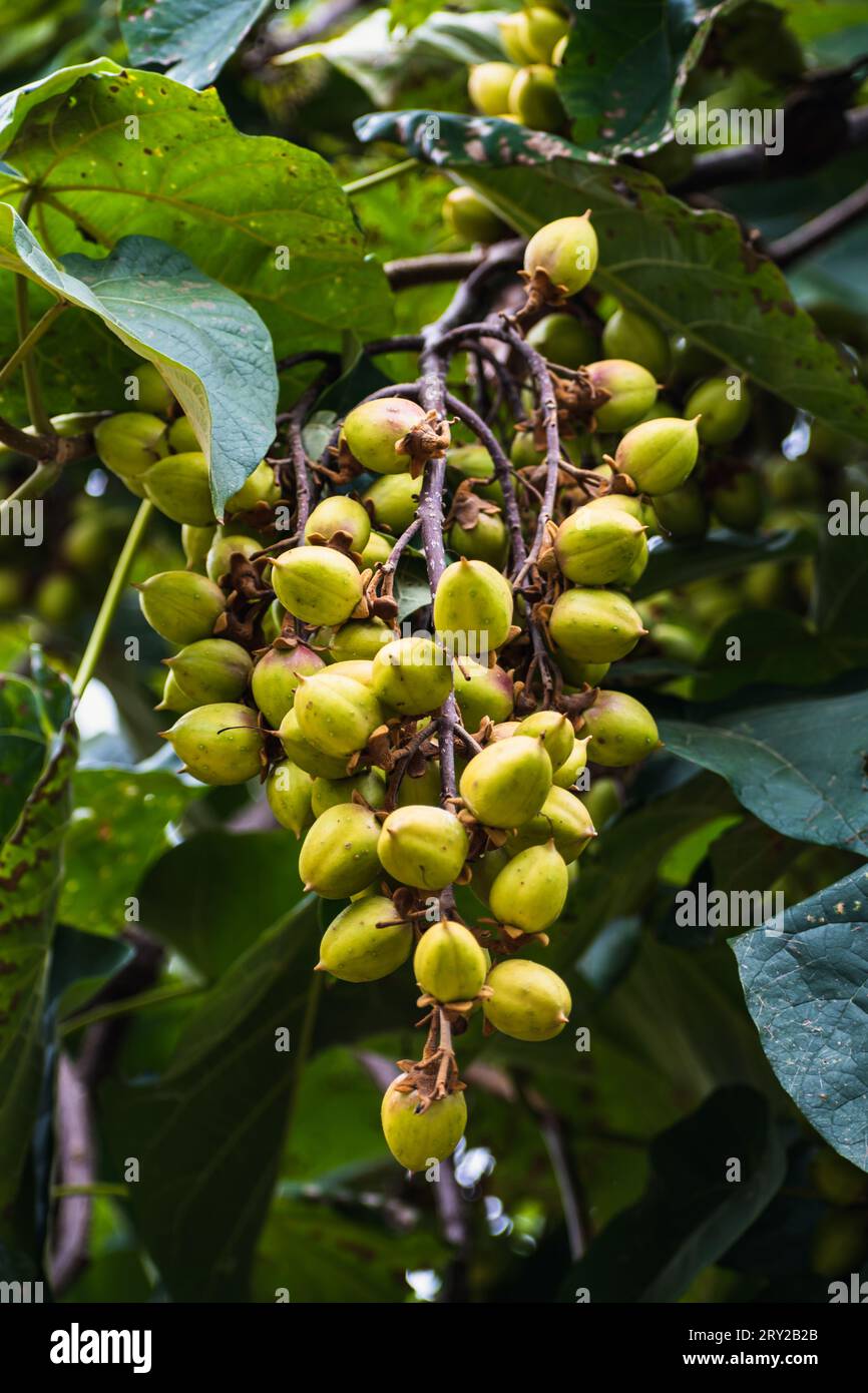 Paulownia tomentosa and its fruits in late summer, also called empress ...