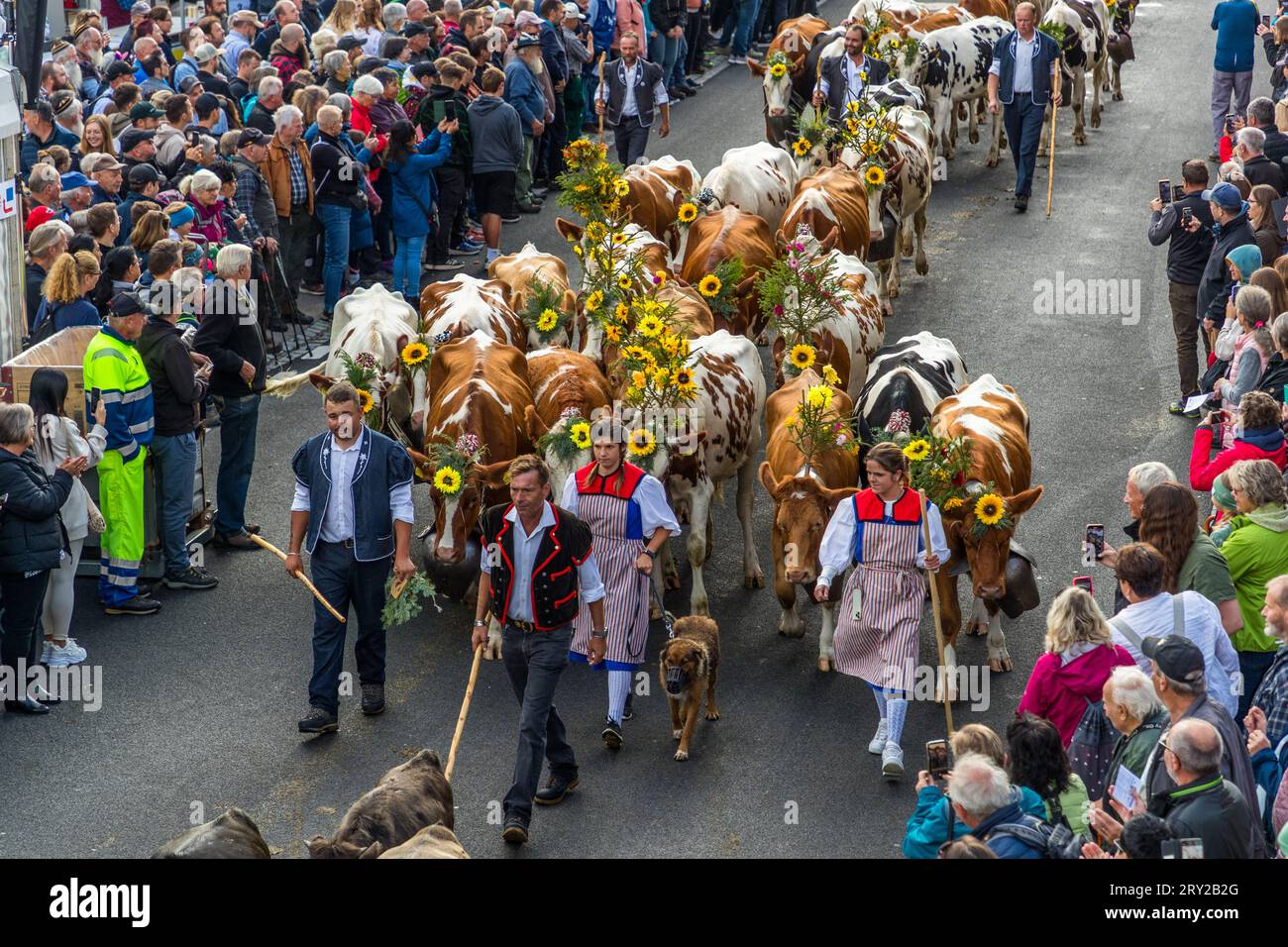 Autumnal ceremonial cattle drive from mountain pastures into the valley ...