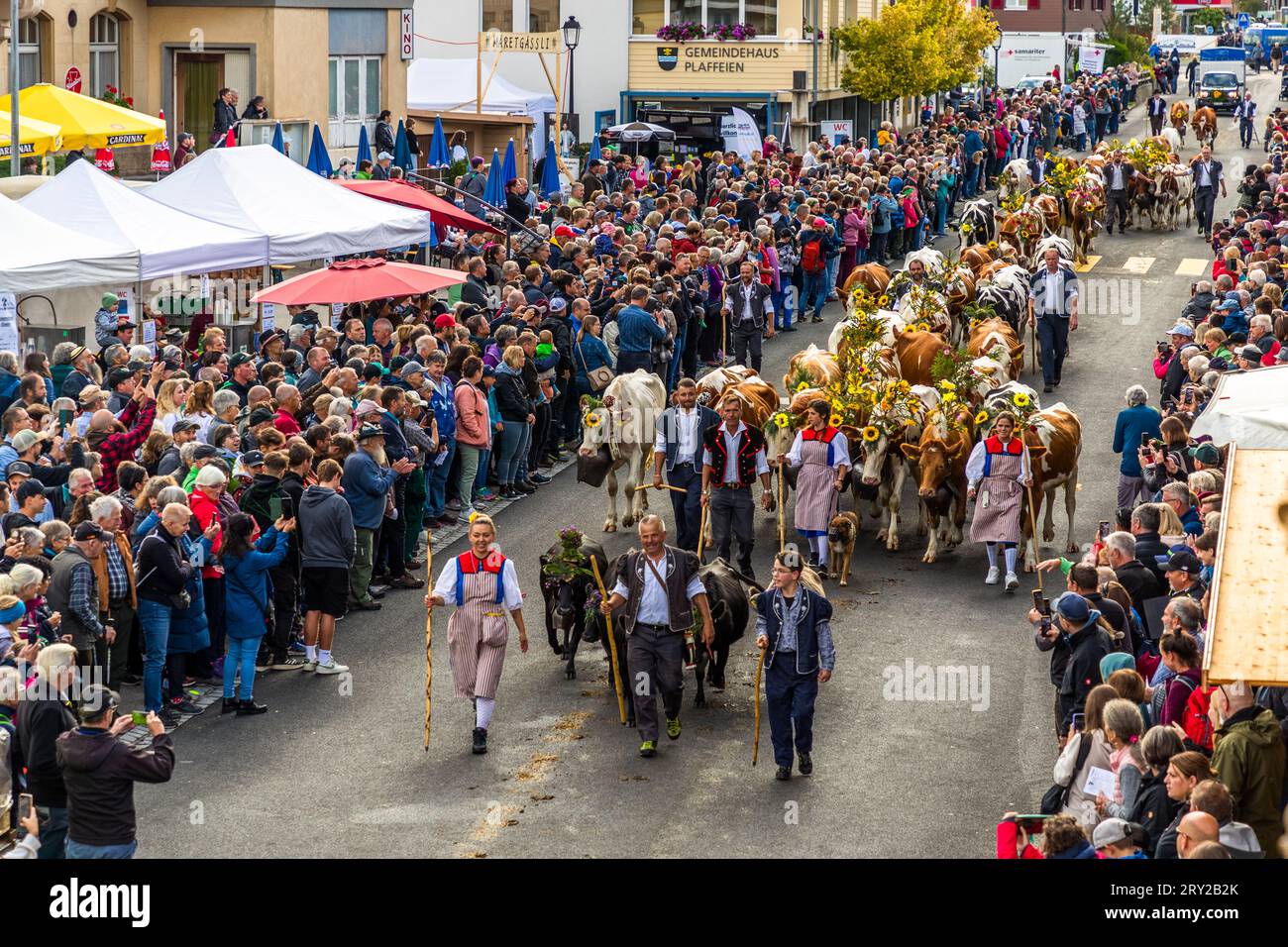 Alpine cattle drive in Plaffeien, canton of Fribourg. Arrival of the ...