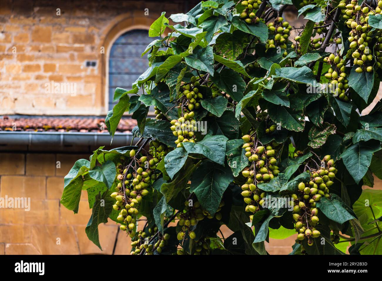Paulownia tomentosa and its fruits in late summer, also called empress ...
