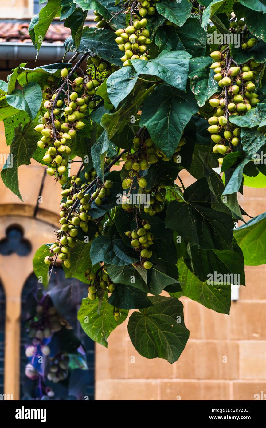 Paulownia tomentosa and its fruits in late summer, also called empress ...