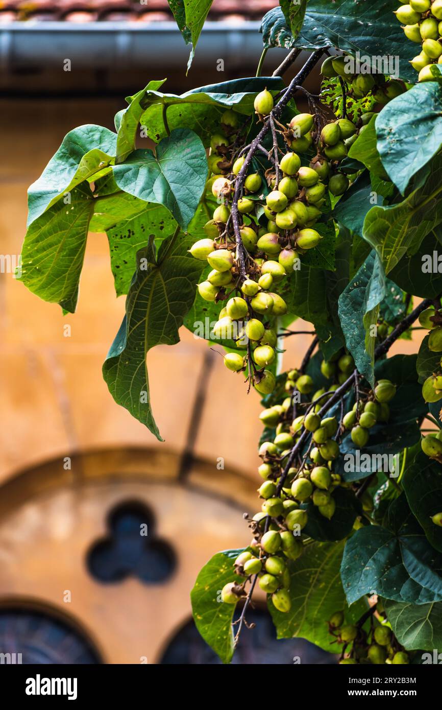 Paulownia tomentosa and its fruits in late summer, also called empress ...