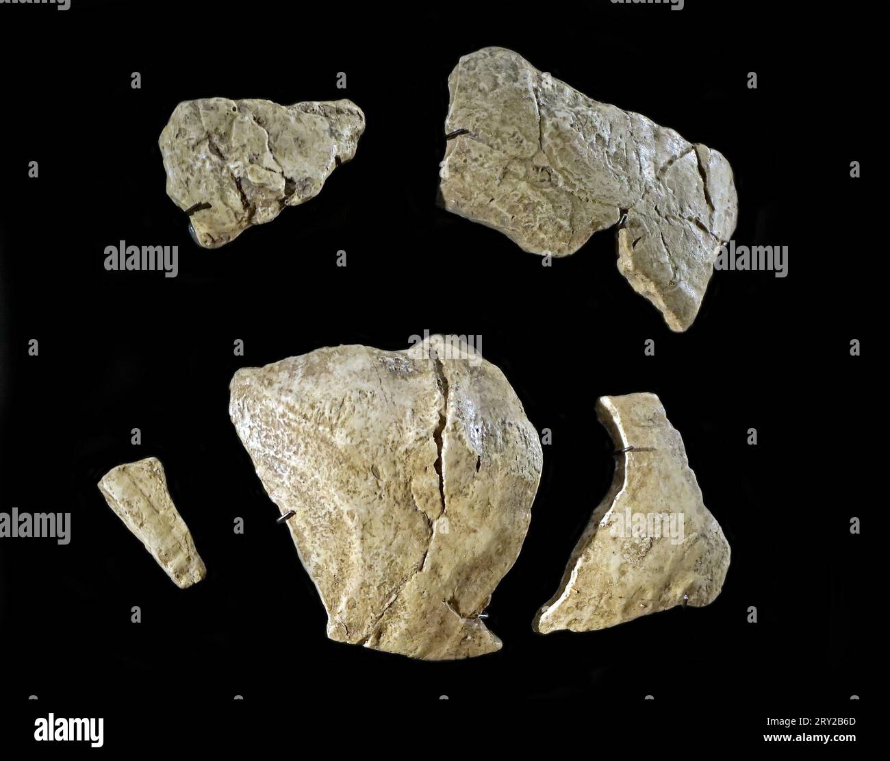 Cranium fragments from Australopithecus afarensis. Cranium fragments from Australopithecus afarensis.