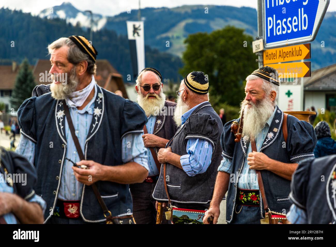 Autumnal ceremonial cattle drive from mountain pastures into the valley ...