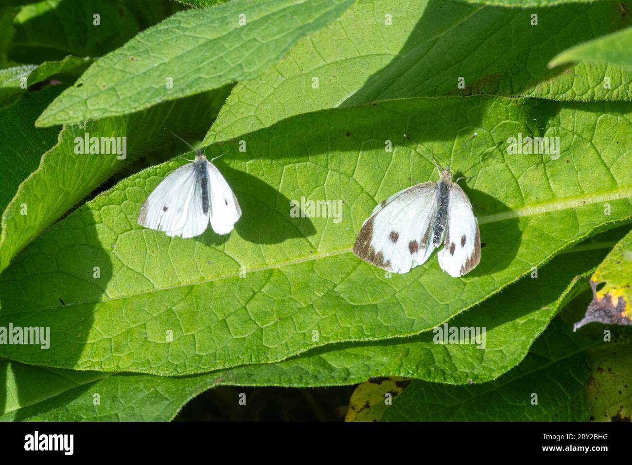 Shows distinguishing features and relative size hi-res stock ...