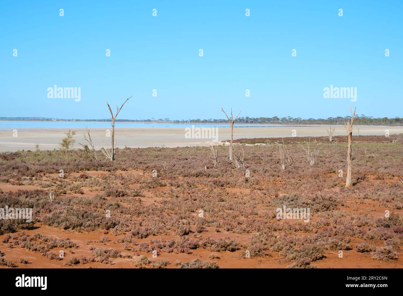 Jilakin Lake, a salt lake with samphire plants and dead trees located ...