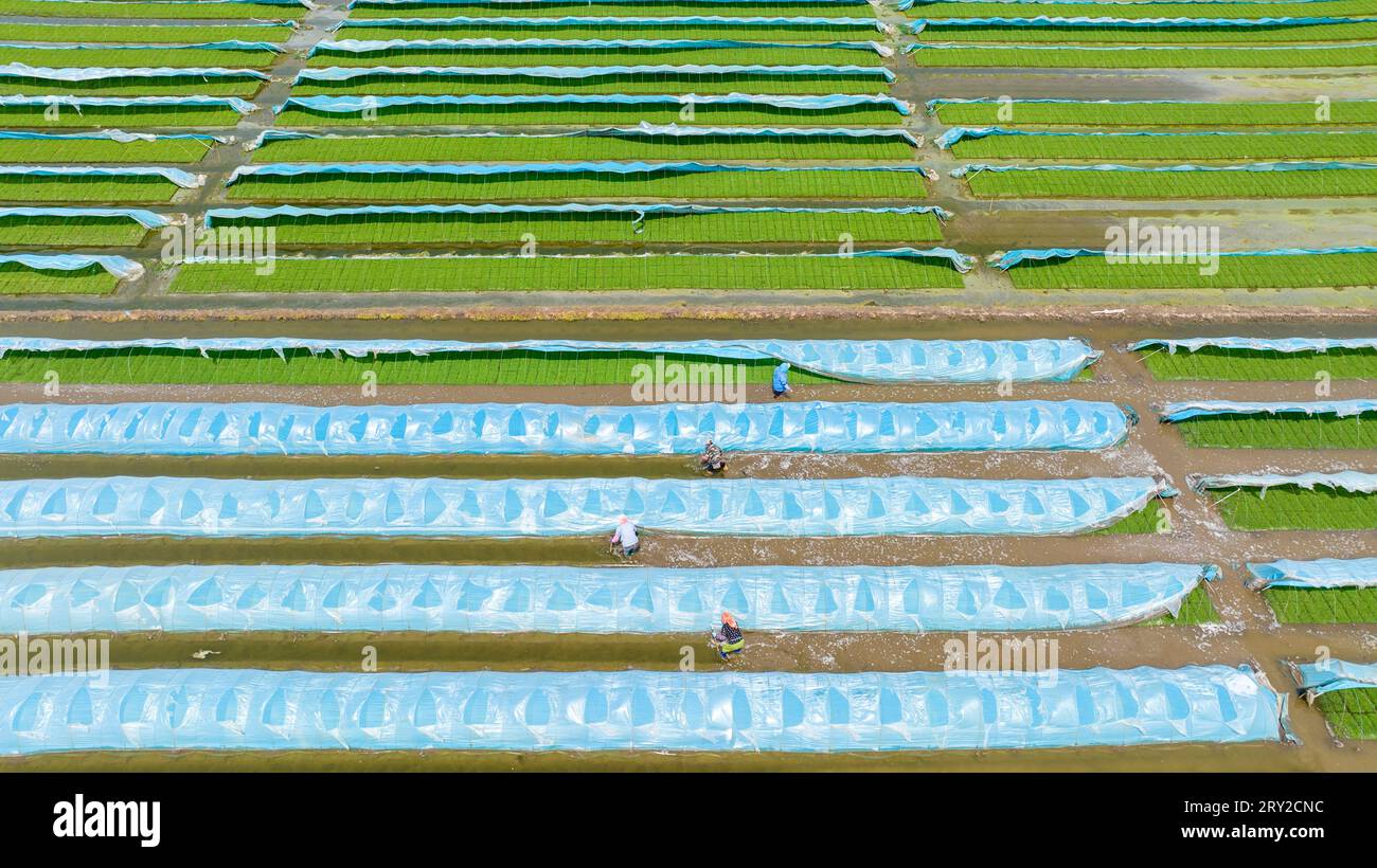 Farmers provide water to the rice seedling bed by lifting the plastic ...