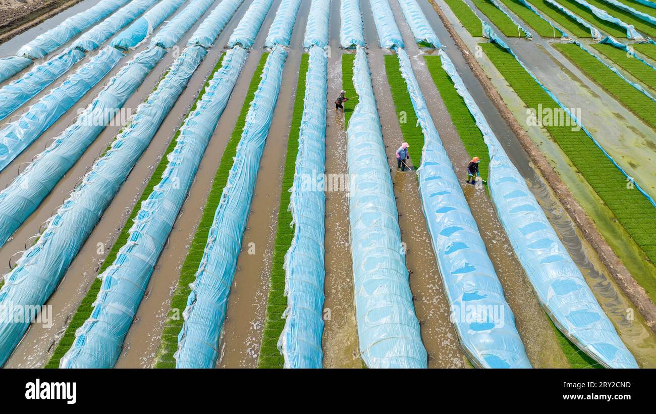 Farmers provide water to the rice seedling bed by lifting the plastic ...