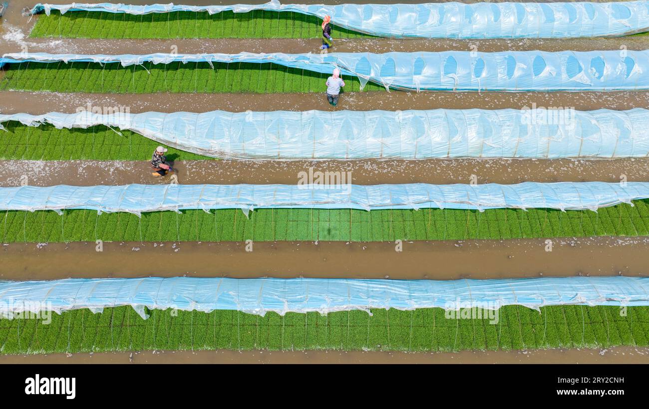 Farmers provide water to the rice seedling bed by lifting the plastic ...