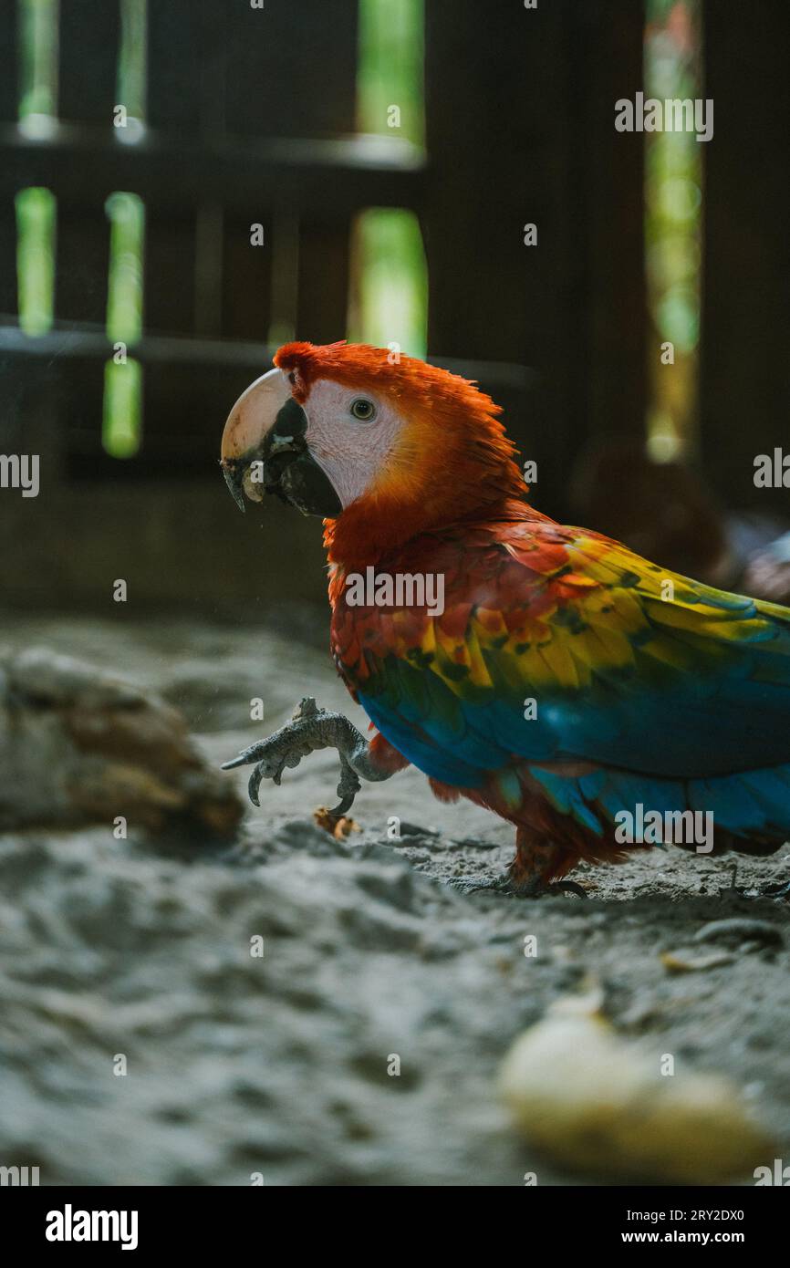 From below side view of multicolored parrot with bright plumage on ...