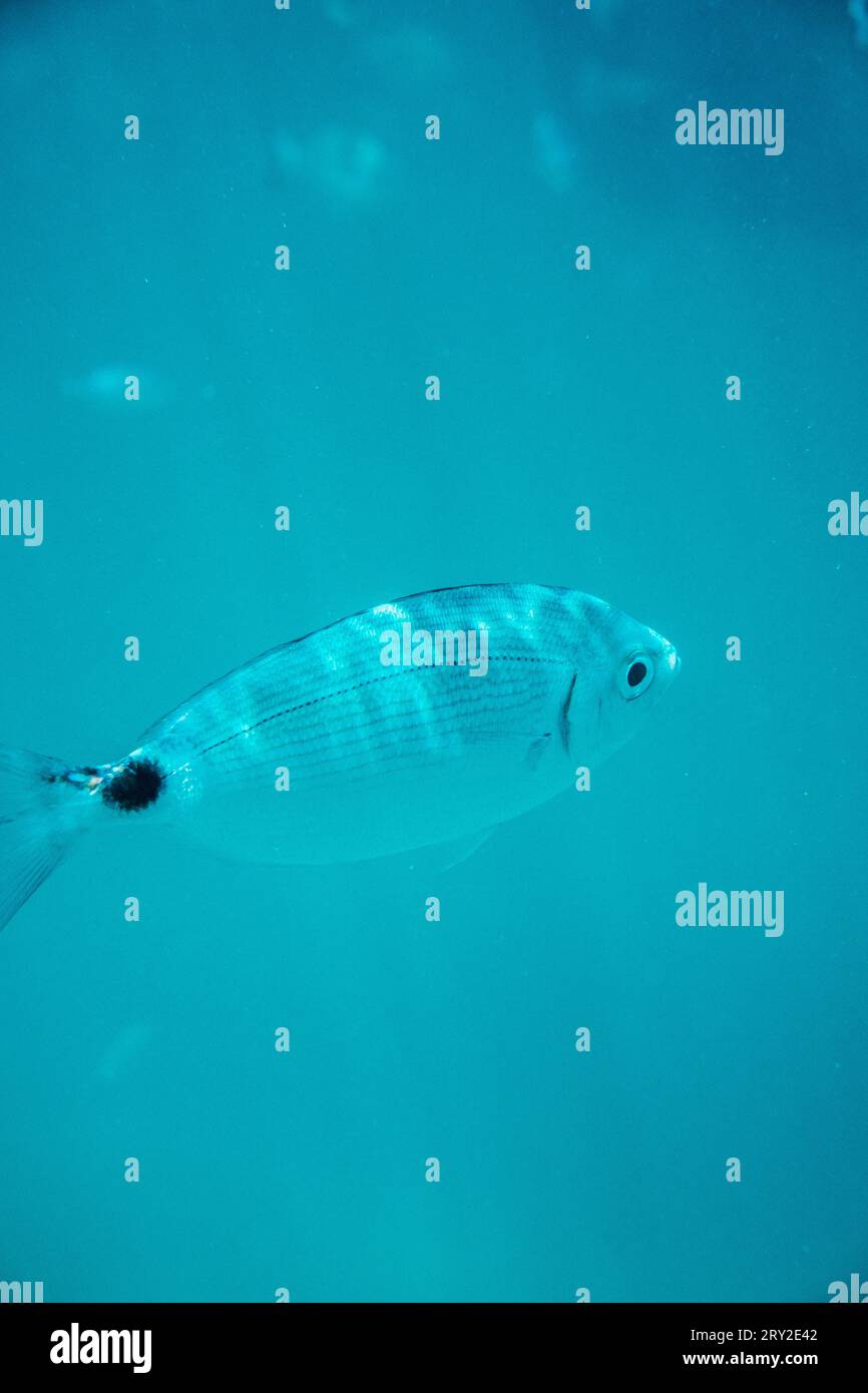 Fish swimming underwater in clean blue sea Stock Photo - Alamy