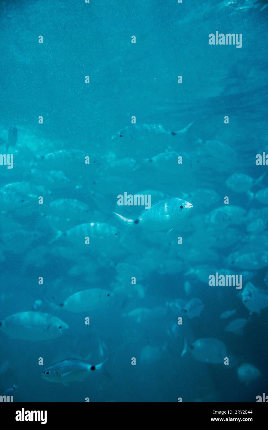 School of fish swimming underwater in clean blue sea Stock Photo - Alamy