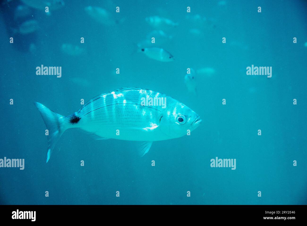 Fish swimming underwater in clean blue sea Stock Photo - Alamy