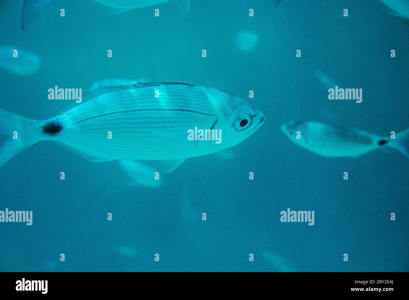 Fish swimming underwater in clean blue sea Stock Photo - Alamy