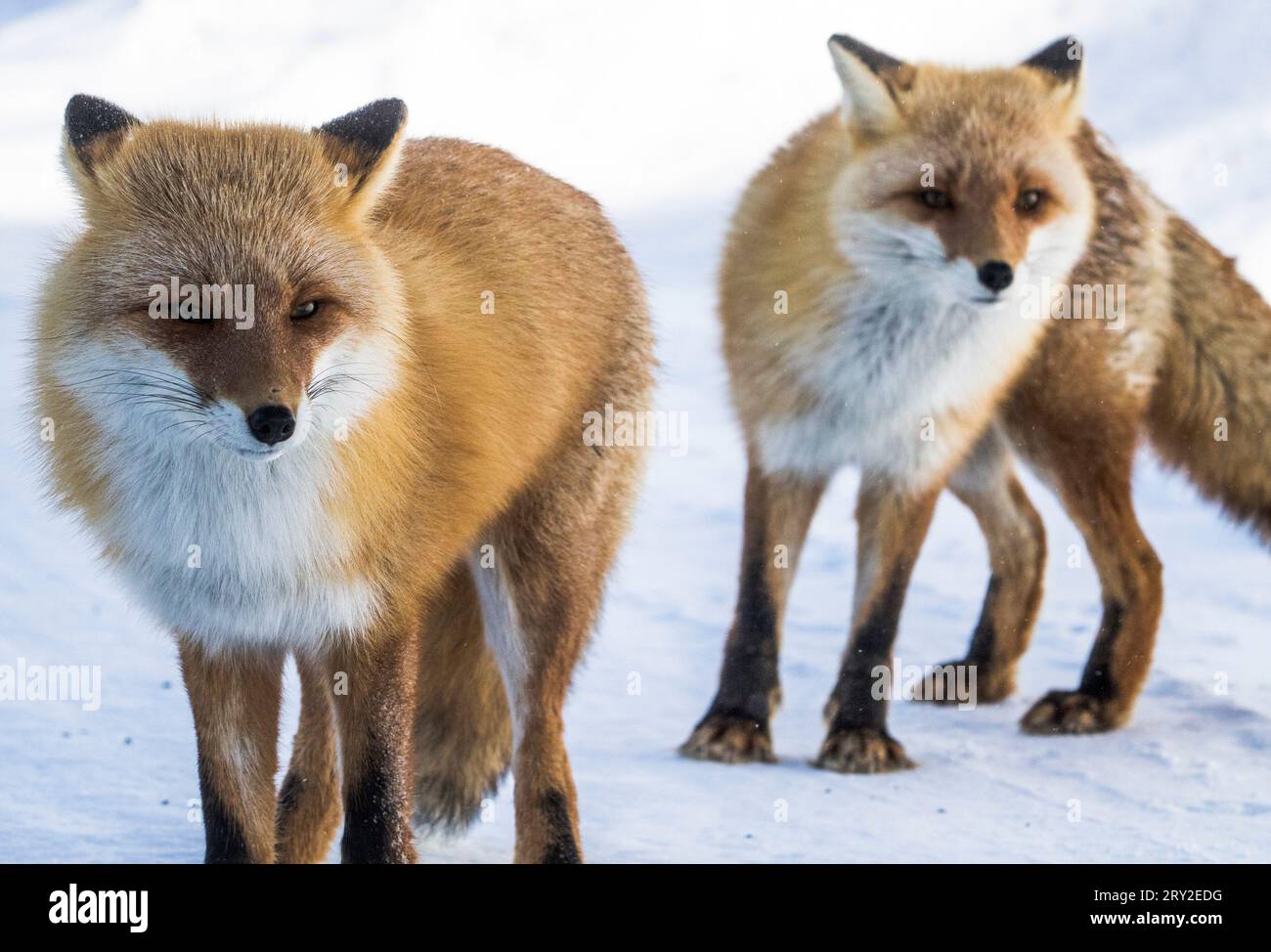 Adorable wild red foxes with fluffy fur and brown eyes lying on snowy ...