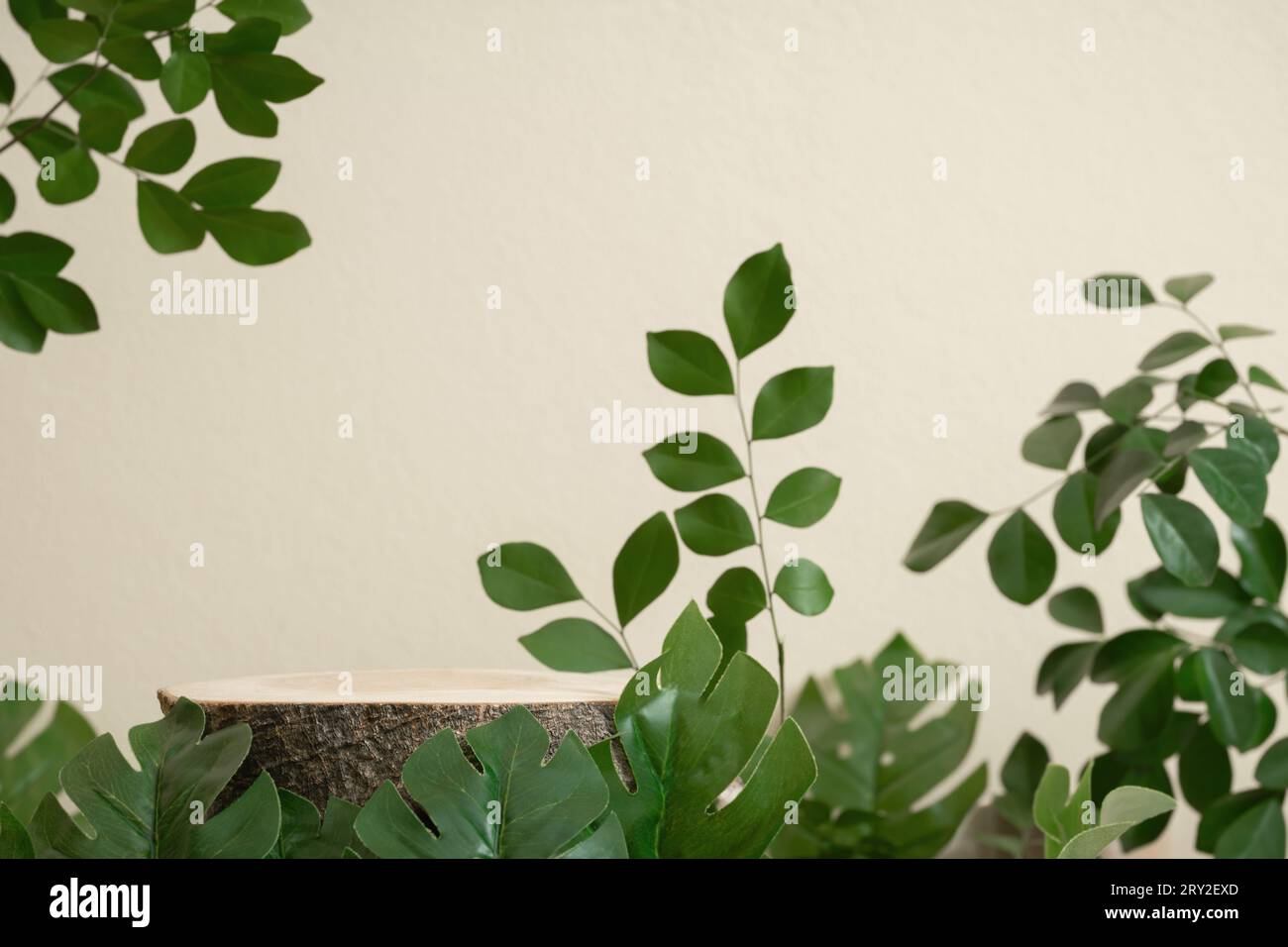 Wood podium with blurred green leaf plant on beige background.Beauty ...