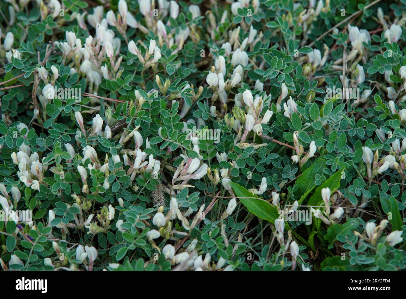 Membranaceus hi-res stock photography and images - Alamy
