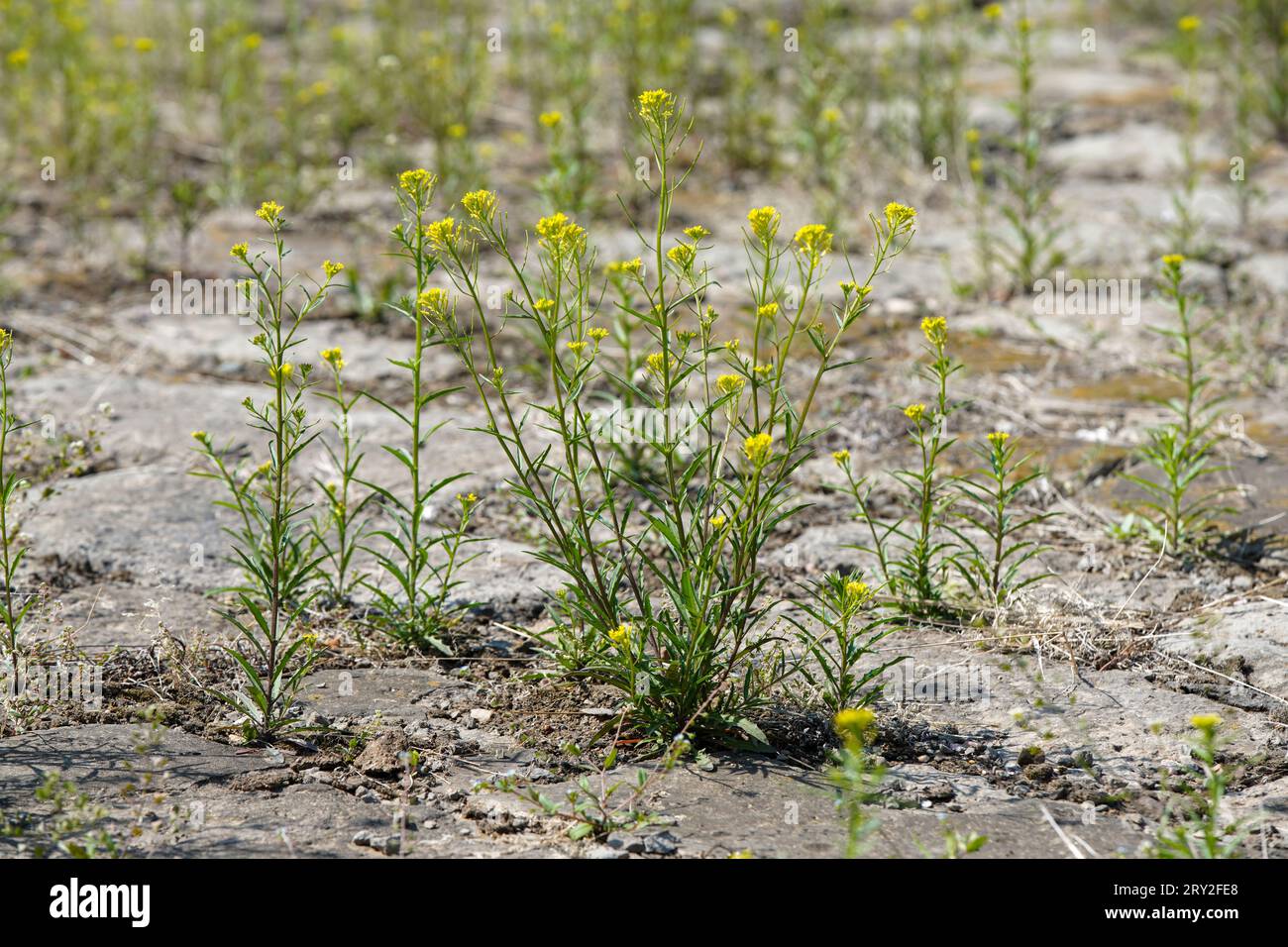 Wild plants in the wilderness, North China Stock Photo - Alamy