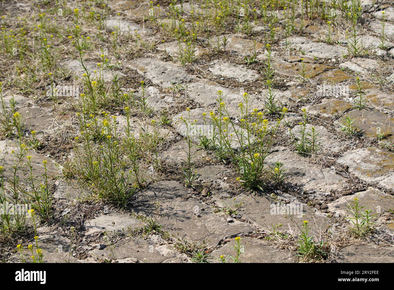 Wild plants in the wilderness, North China Stock Photo - Alamy