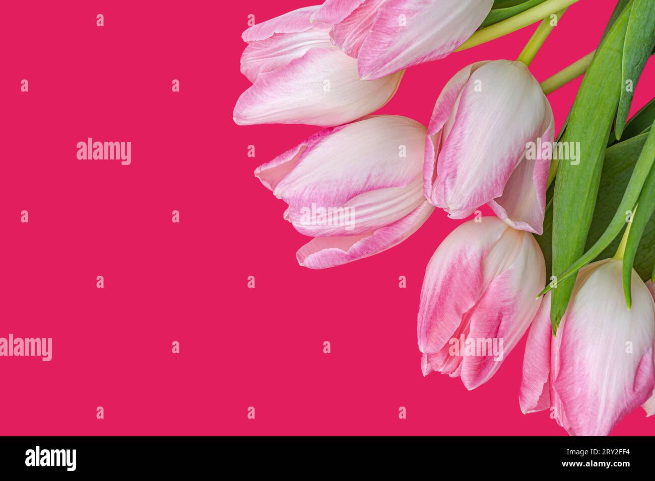 Fuchsia plant woman hi-res stock photography and images - Alamy