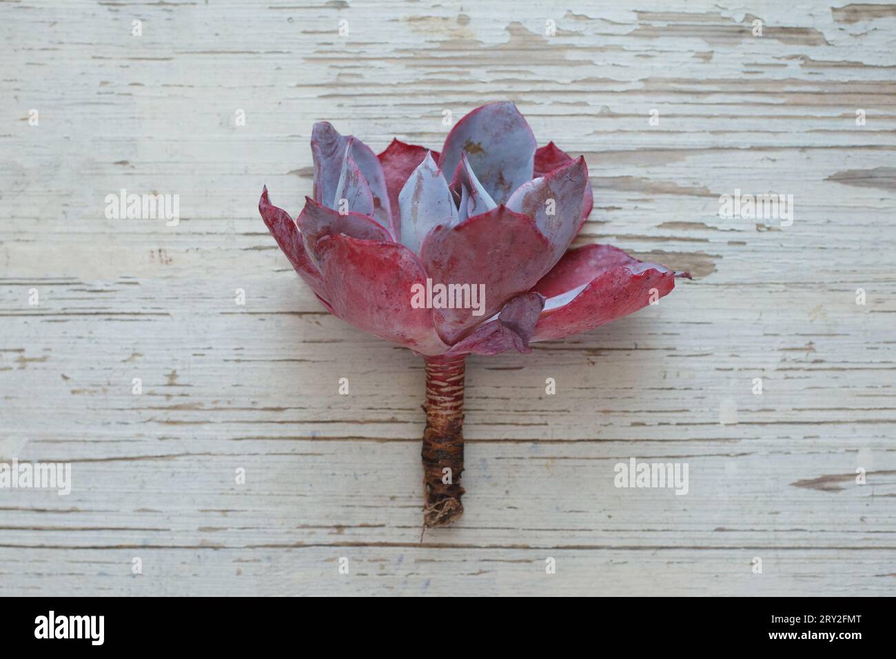 Flat rosette flowers hi-res stock photography and images - Alamy
