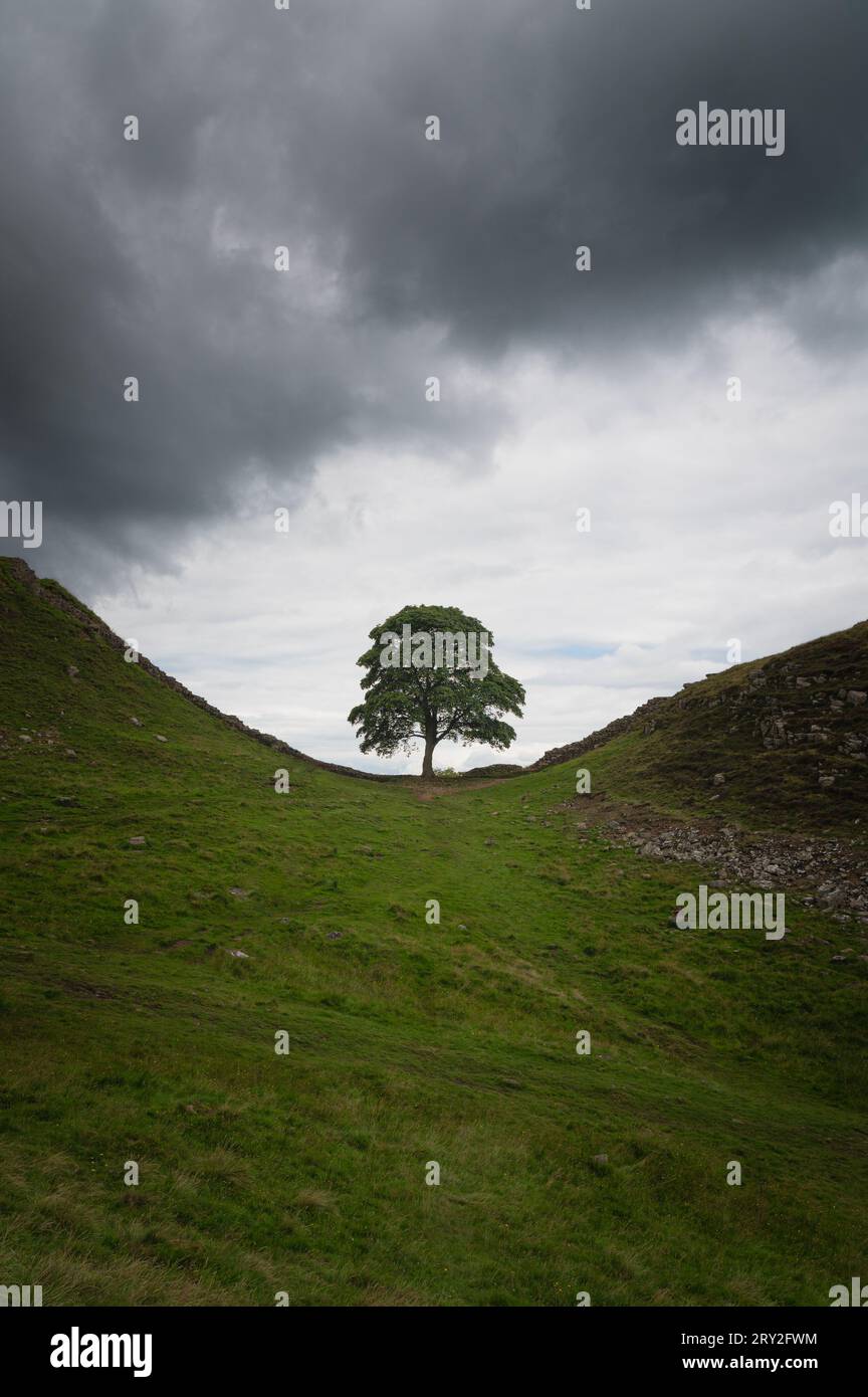 Sycamore Gap lone tree. Hadrian's wall, Northumberland Stock Photo - Alamy