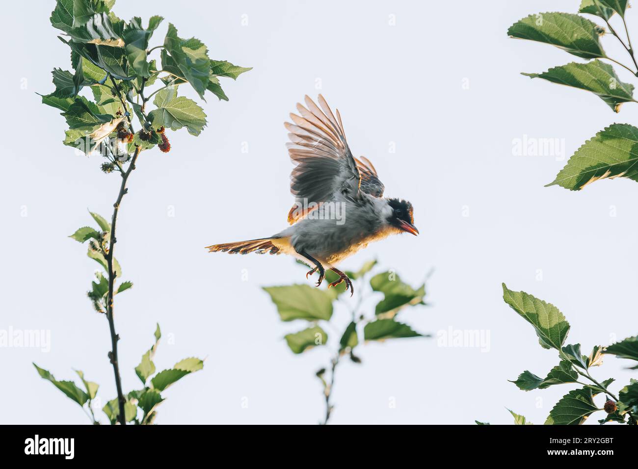 The Sooty-Headed Bulbul bird is a member of the Pycnonotidae family ...