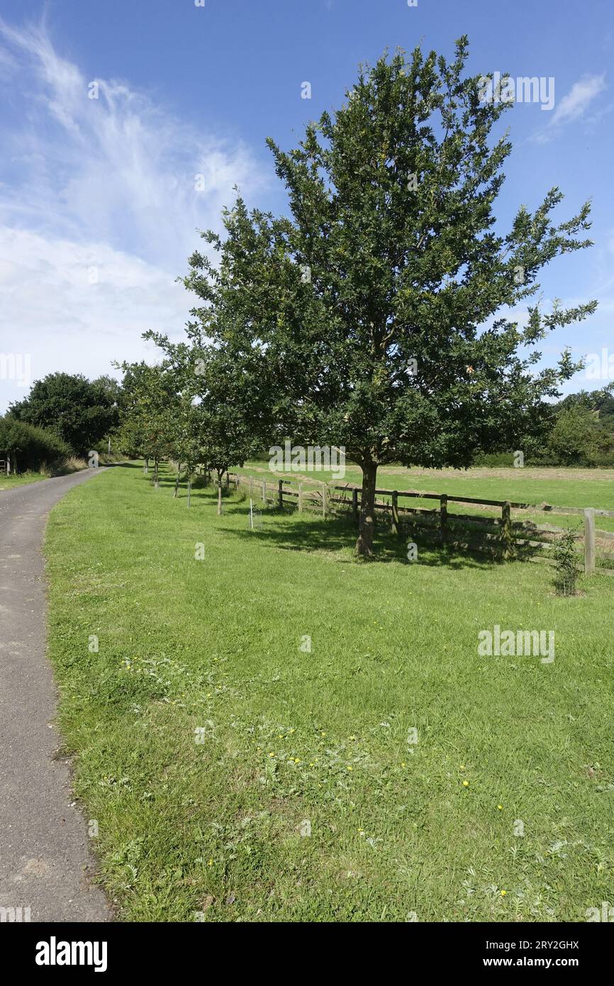 Trees planted along drive entrance to ecohouse Cotswolds UK Stock Photo ...