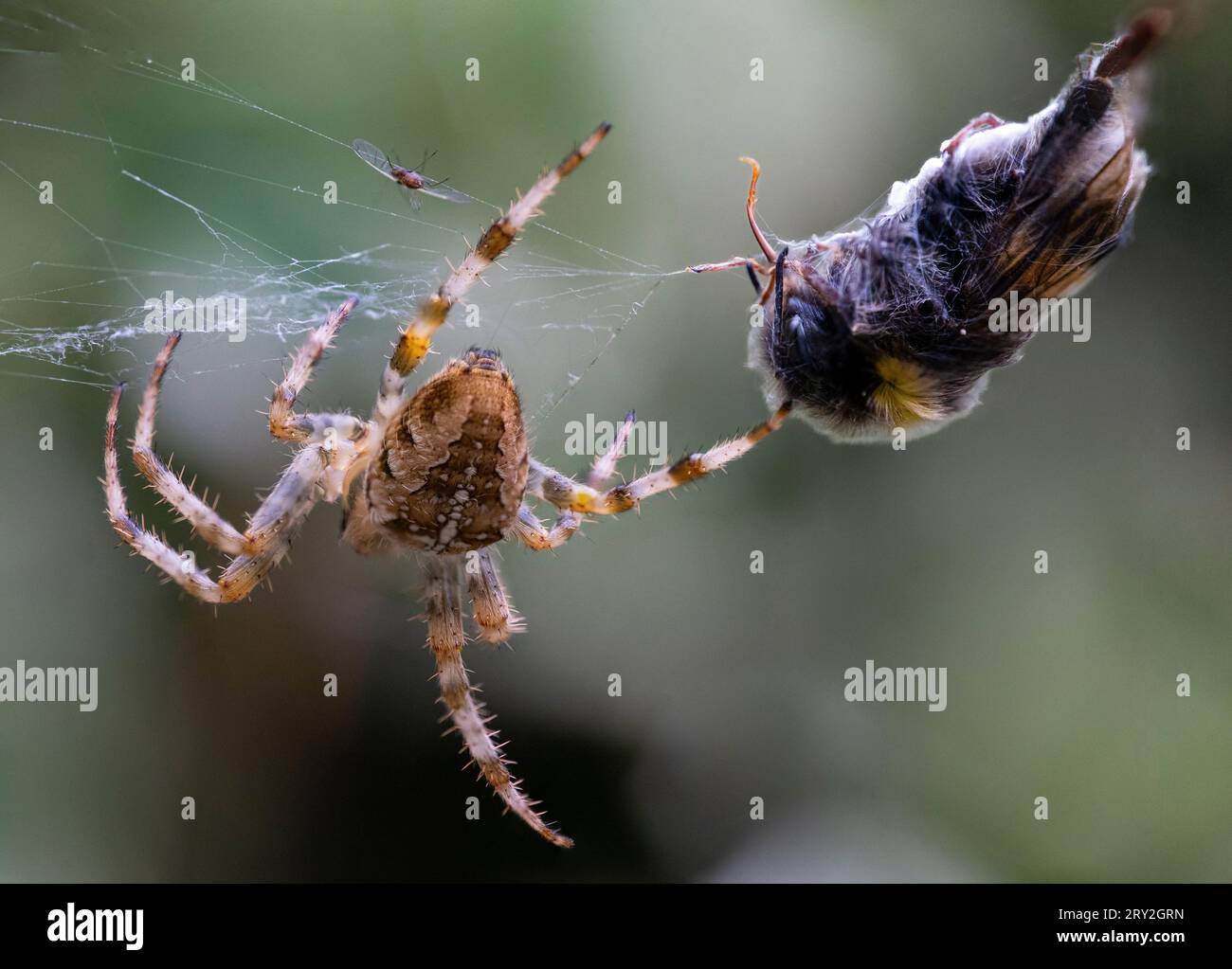 Scottish insects hi-res stock photography and images - Alamy