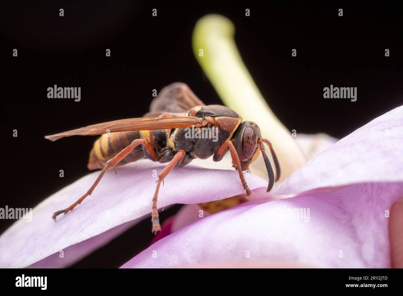 Aggressive wasps hi-res stock photography and images - Alamy