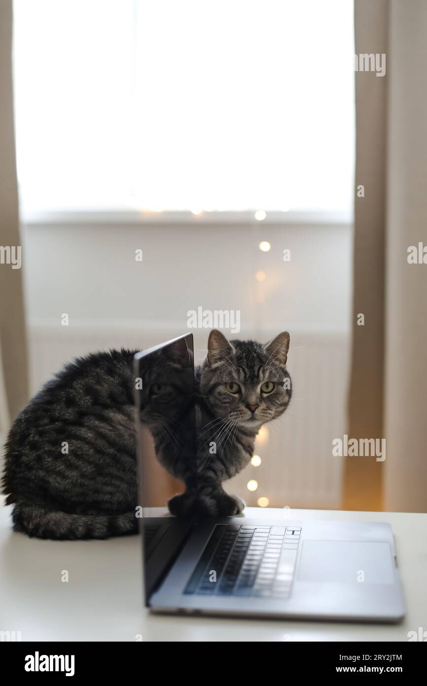 cat working at the computer. blank screen on a table by blurry bokeh ...